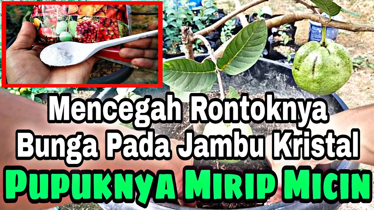 Cara Mengatasi Bunga Jambu Kristal Rontok - YouTube