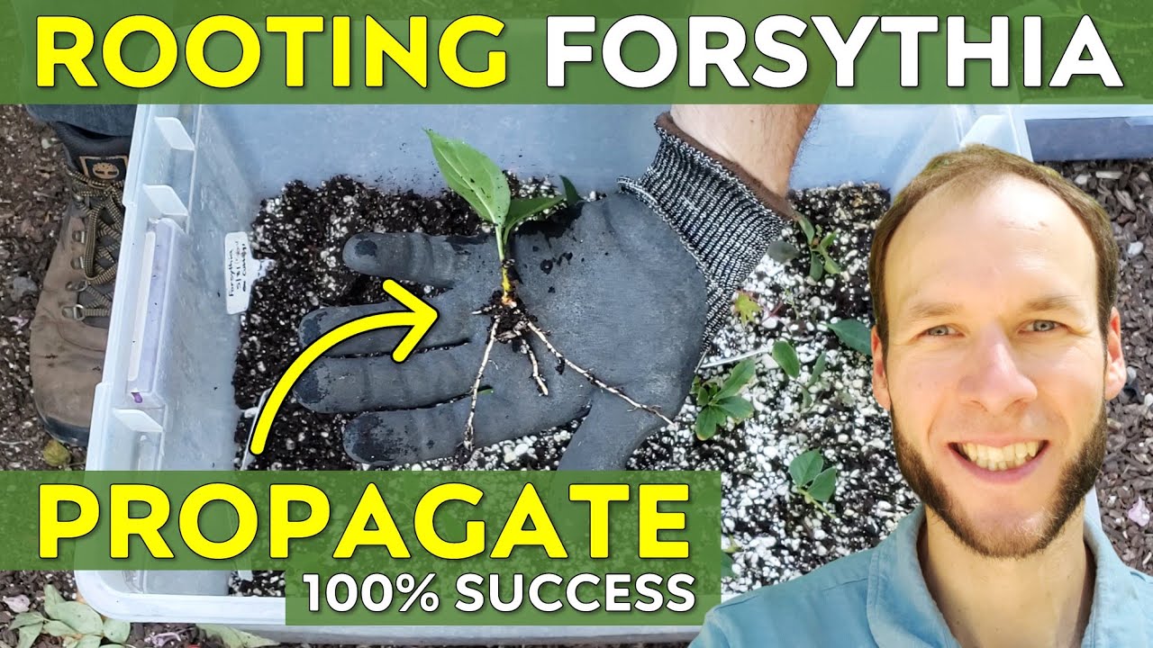 How to Root Forsythia Cuttings w/ 100% Success | Forsythia Propagation ...