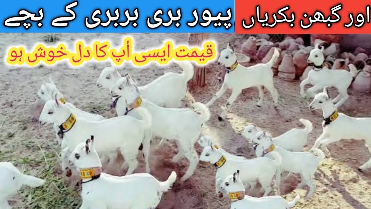 Bari Barbari Goats farming Pakistan pregnant goats three baby bread ...