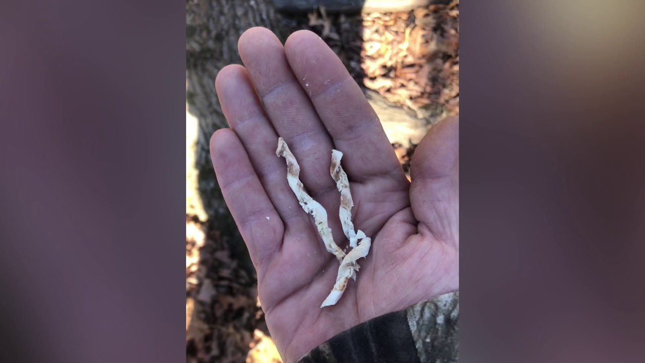 Drilling & Installing Spouts for maple sap collection 2021 - YouTube