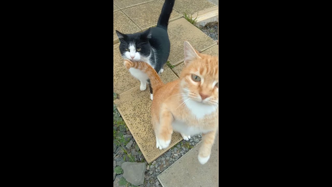two funny cats - YouTube