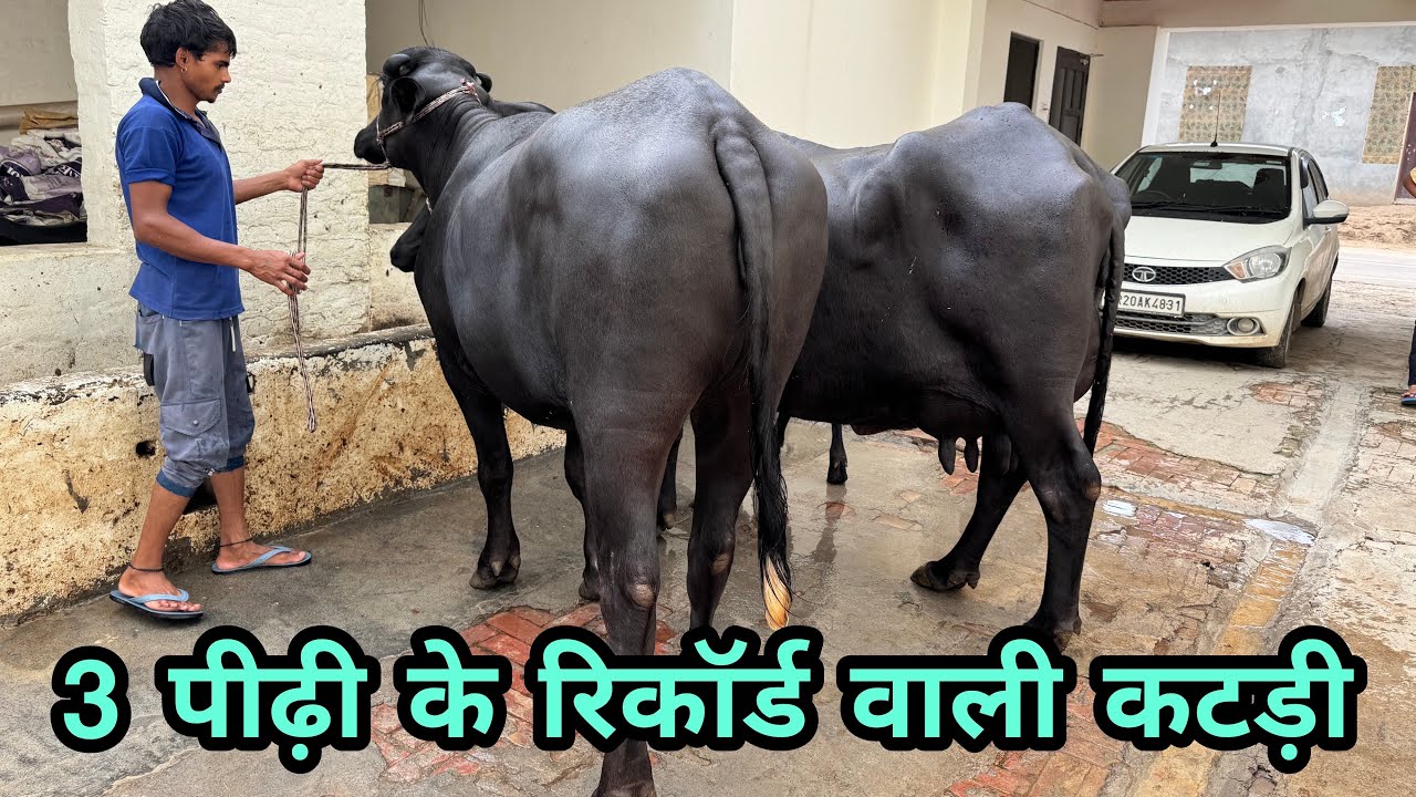 Beautiful Bloodline Murrah Heifer at Sansaniwal Dairy Farm - YouTube