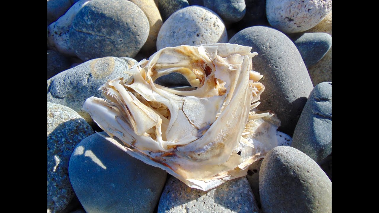 The Sea's Moving Full of Life Under the Sun!!! - YouTube