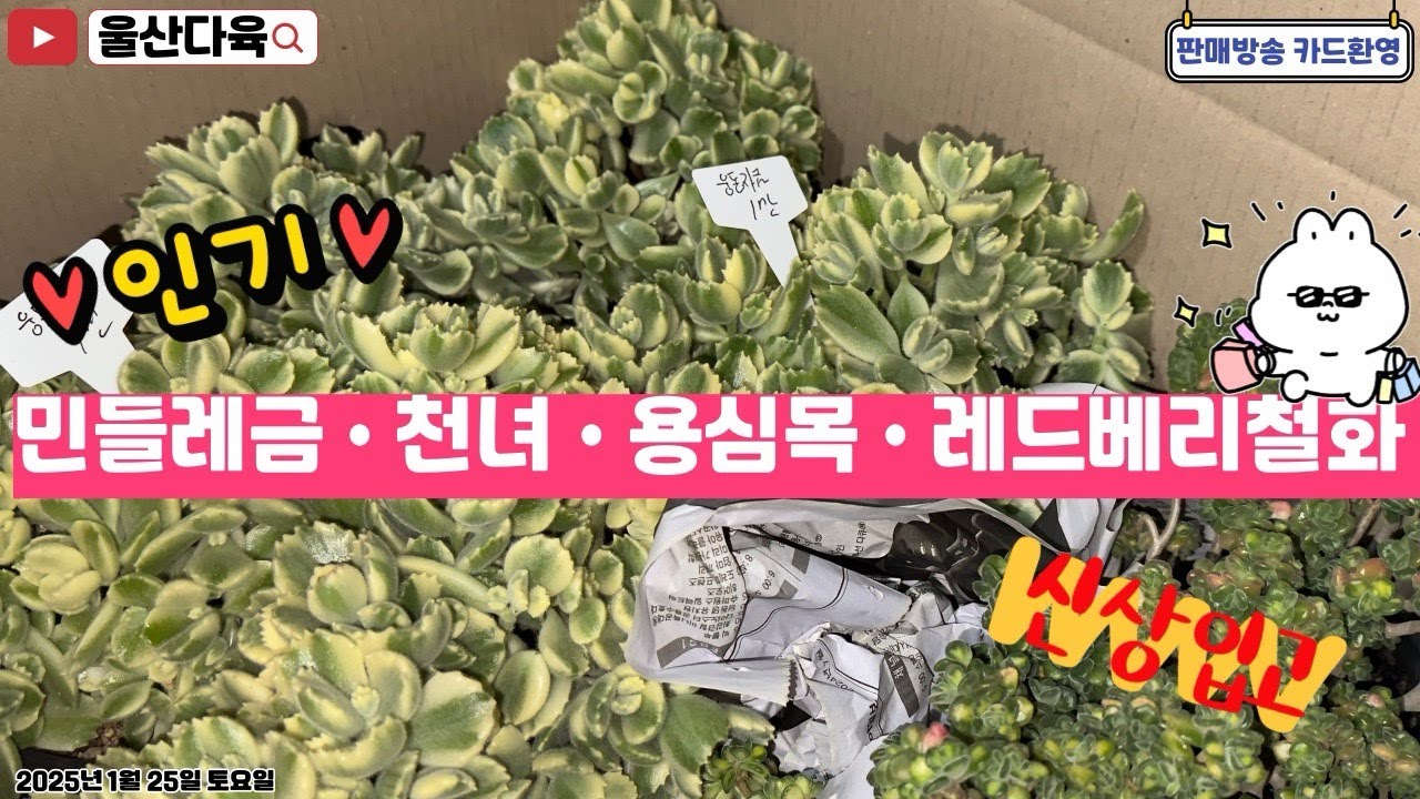 울산다육 1월25일 판매방송 진행합니다💗 울산다육 다육이국민다육 창다육 민들레금 천녀 용심목 유튜브 실시간