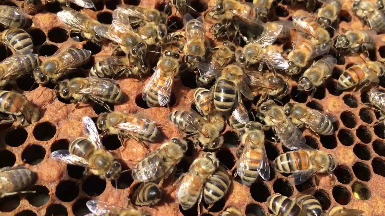 Check out the queen laying at 5:47 - YouTube