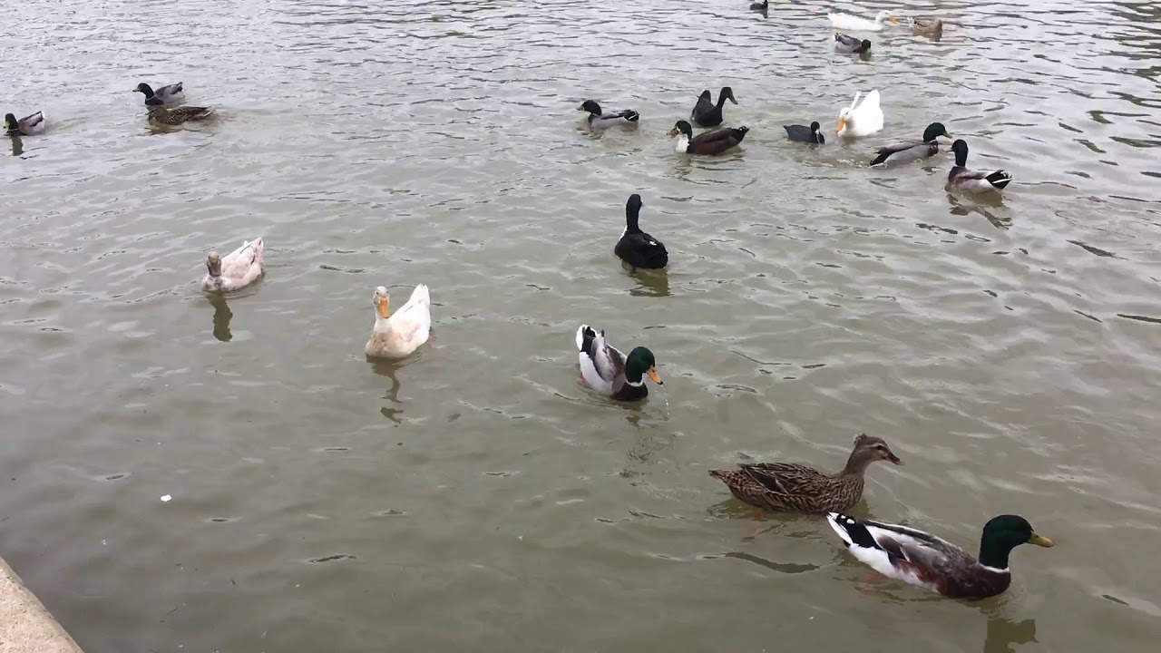 duck madness six - YouTube