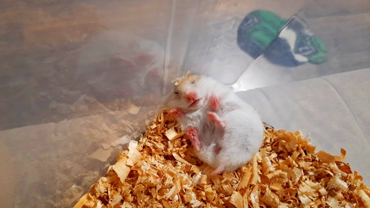 Hamster Haven: The Secrets to a Happy, Joyful Life! - YouTube