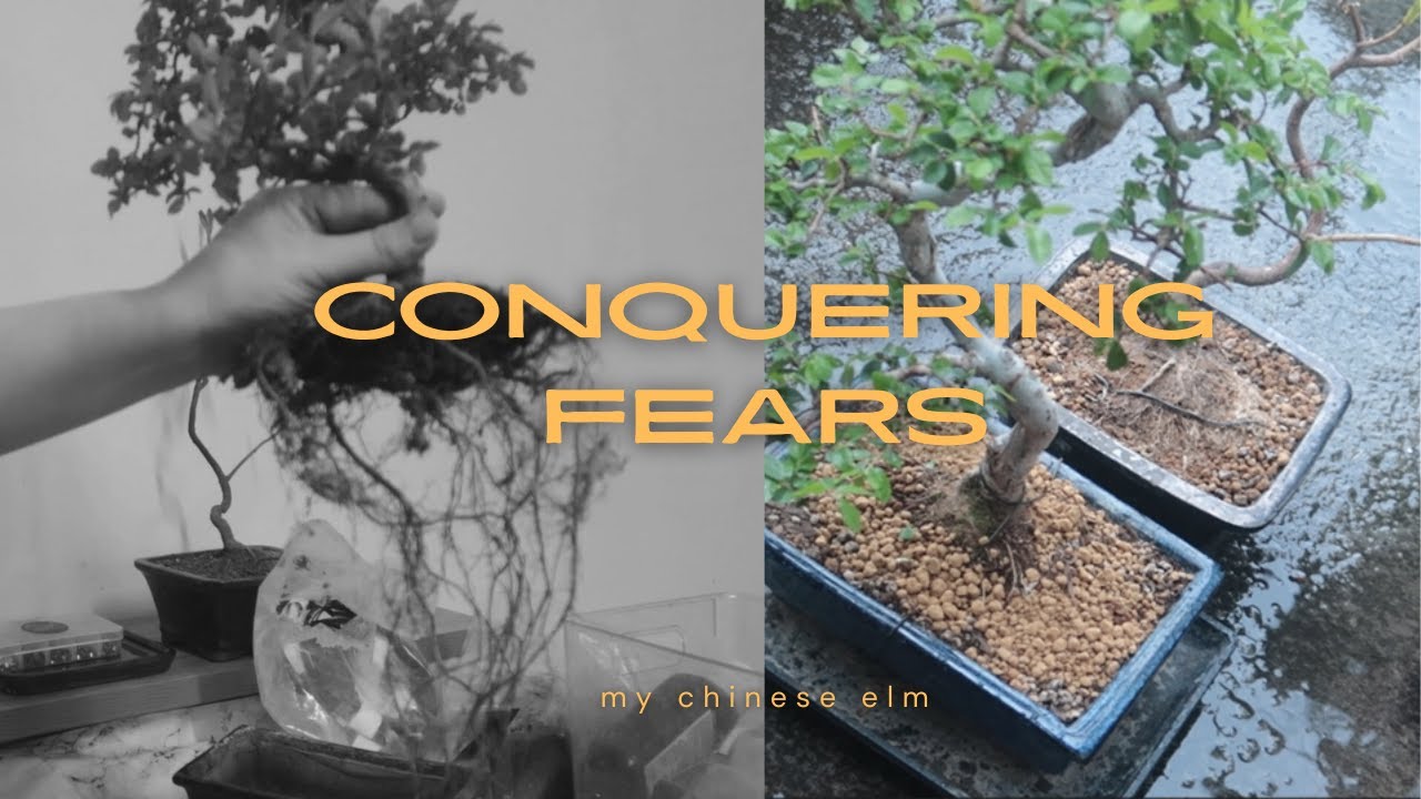 Roots Revealed: Repotting My Chinese Elm Bonsai Tree - YouTube