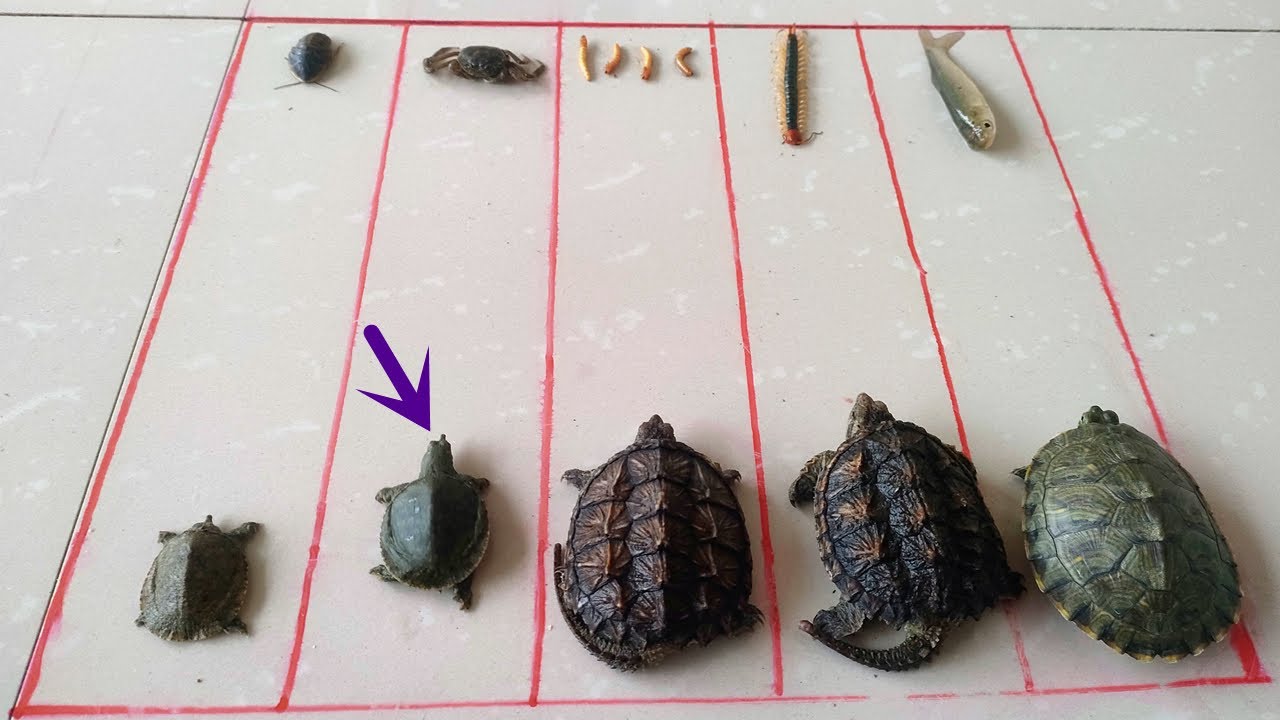 Tortoise Predator Friendly Competition/cockroach、 Crab、reptile ...