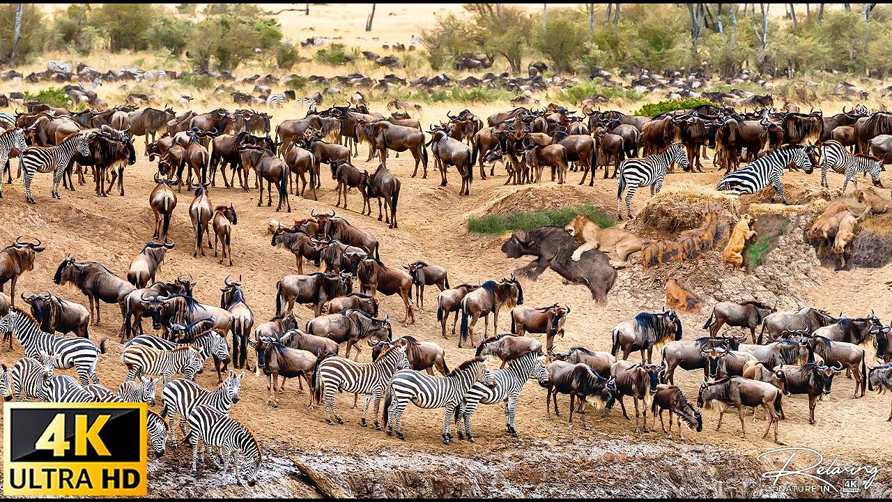 4K African Animals: Mangroves National Park, Congo - Scenic Wildlife ...