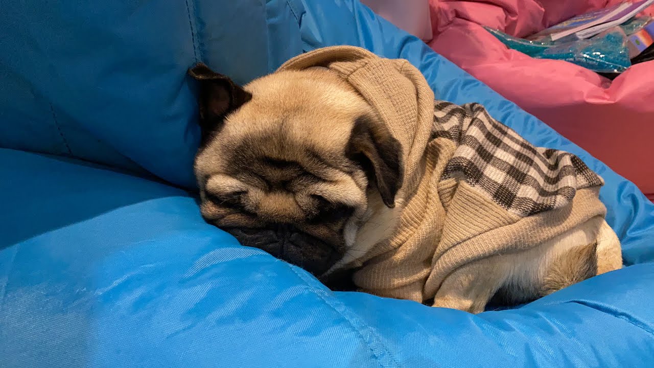 | PUG TV 2021 LIVE| Pangpang the Pug 2021 | Dog sounds ASMR | - YouTube