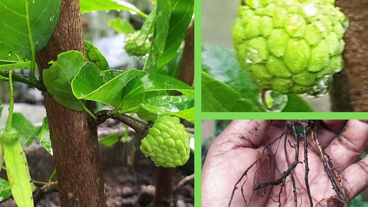 SUGAR APPLE PROPAGATION FROM STEM | CUSTARD APPLE - YouTube
