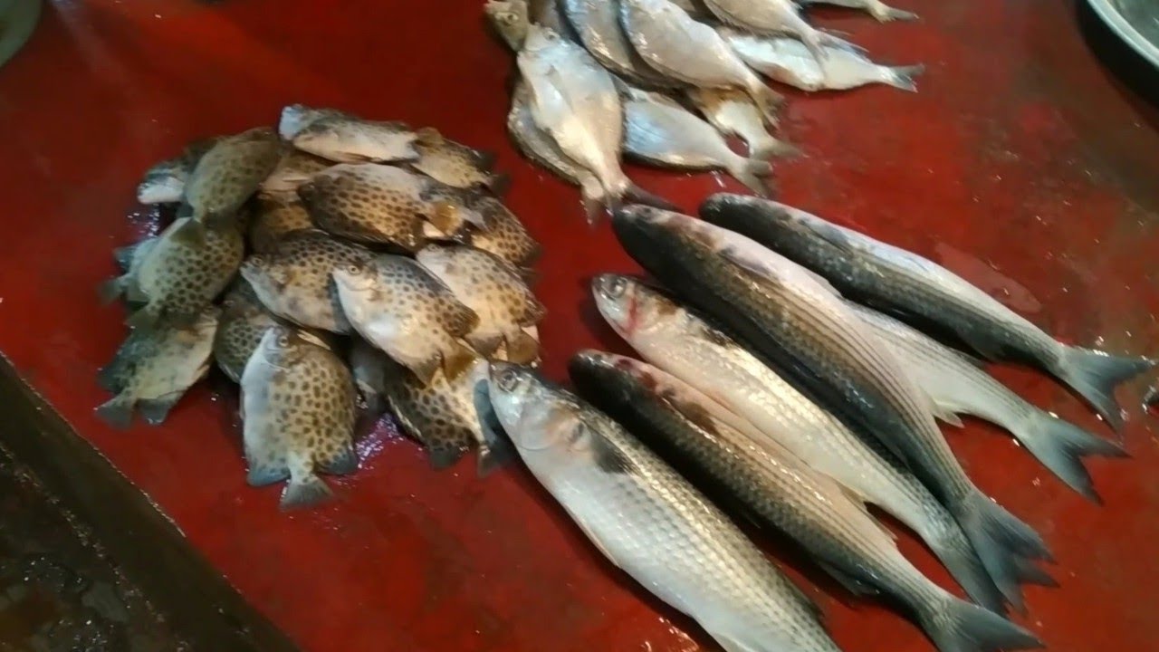 Popular fish market in satkhira || পায়রা মাছ ও ভাঙাল মাছের বড় বাজার ...