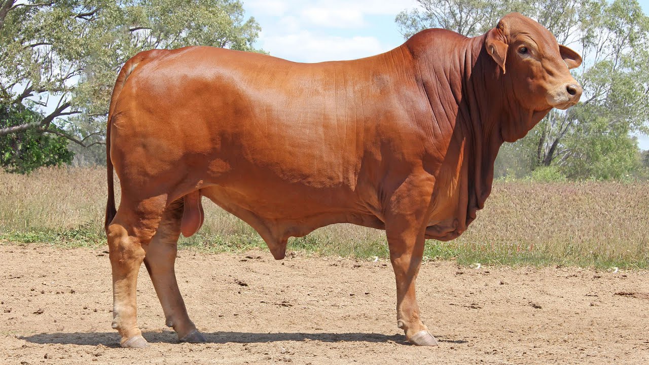 Lot 29 - Bullzeye Droughtmaster Sale 2025 - YouTube