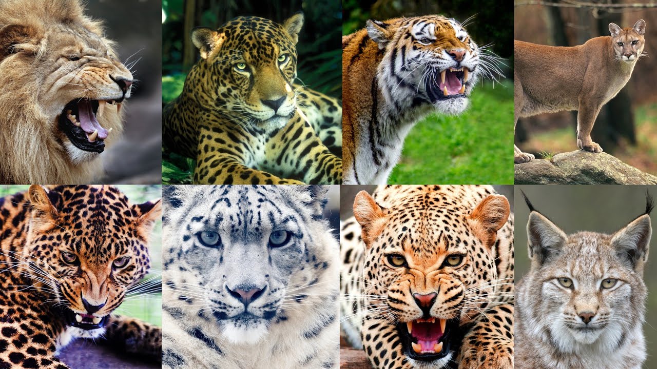 Top 10 Largest Cats Sounds - YouTube