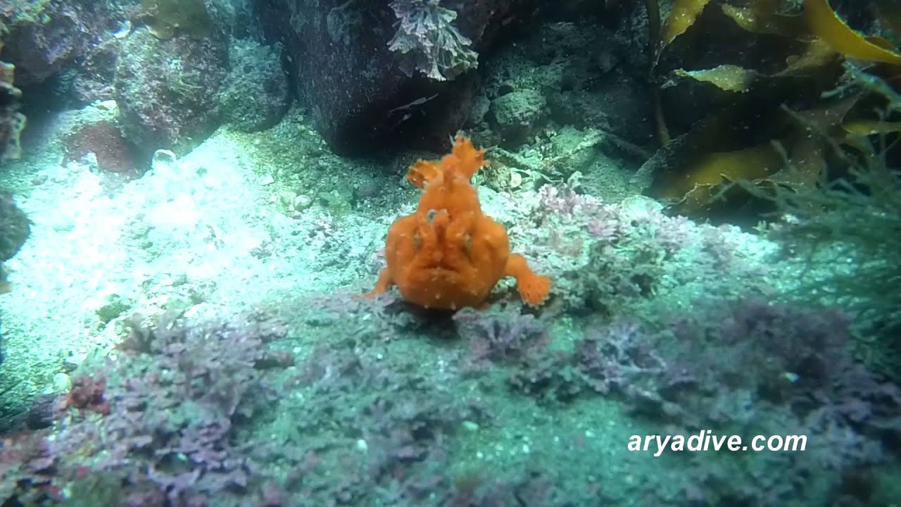빨간씬벵이#1(Antennarius striatus)~ Striped Anglerfish, Striated frogfish ...