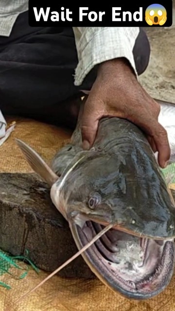 Big Bhalu Fish cutting😱 / Fish Cutting / Lambra Bhoi / #fish #fishing # ...