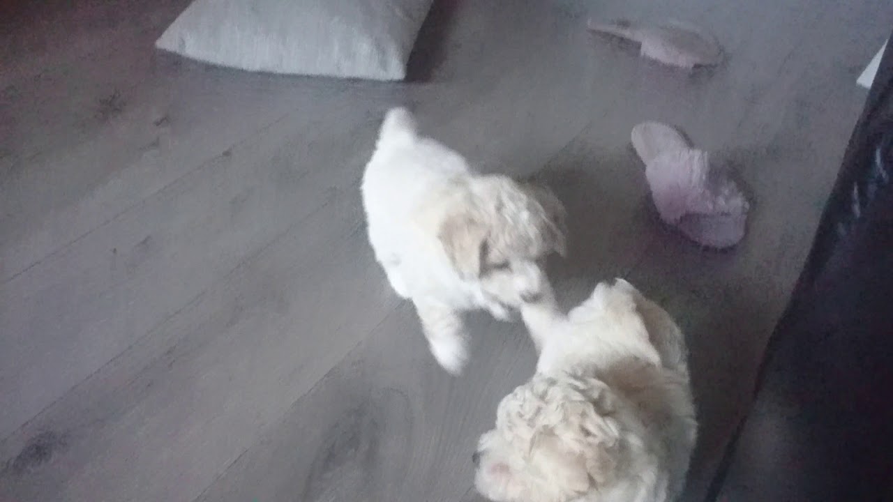 Beautiful Chipoo Puppies FOR Sale 11/06/2018 - YouTube