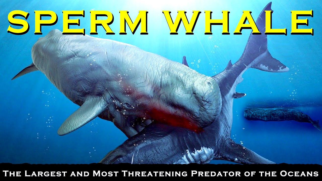 Sperm Whale | The Most Threatening Predator of the Oceans - YouTube