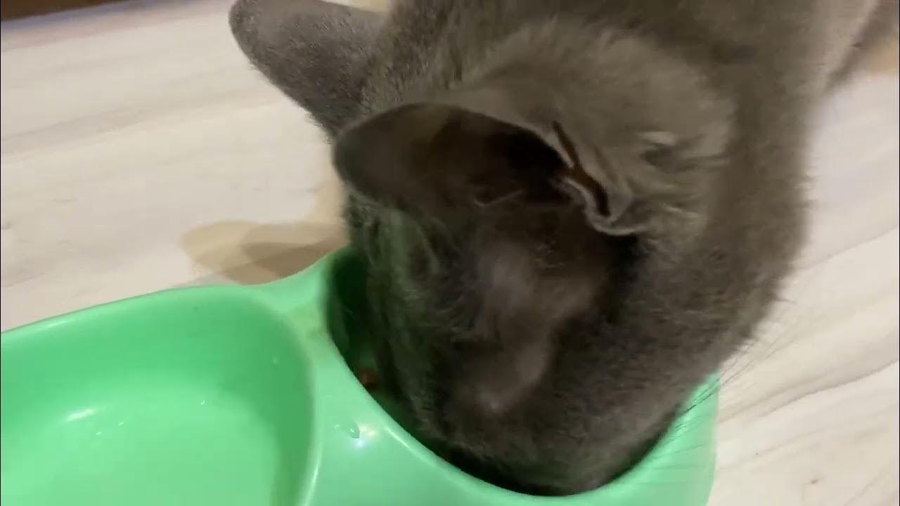 Дегустируем кошачий корм Felix Мясные ломтики - YouTube
