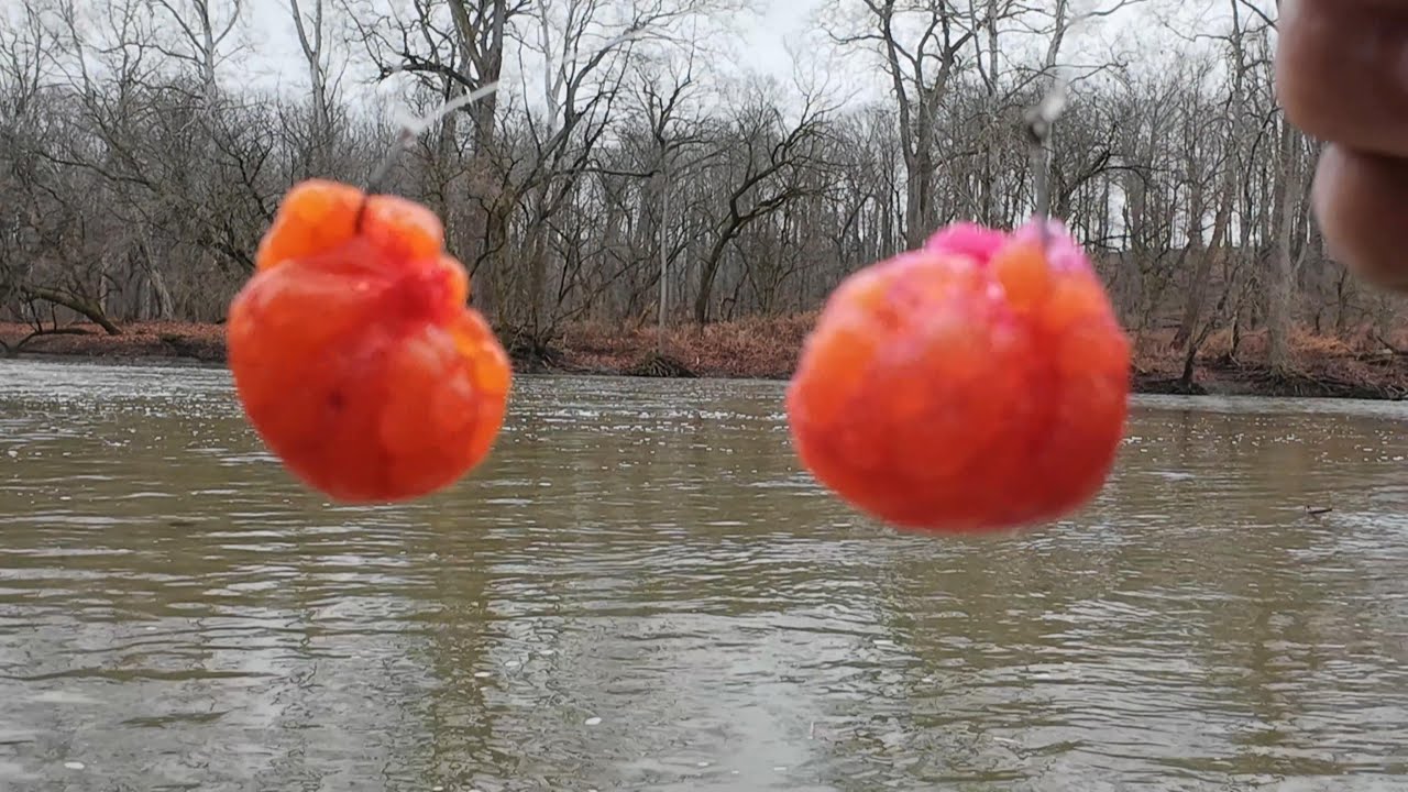 How To Fish For Lake Erie Steelhead With Double Spawn Sacs! Fishing ...