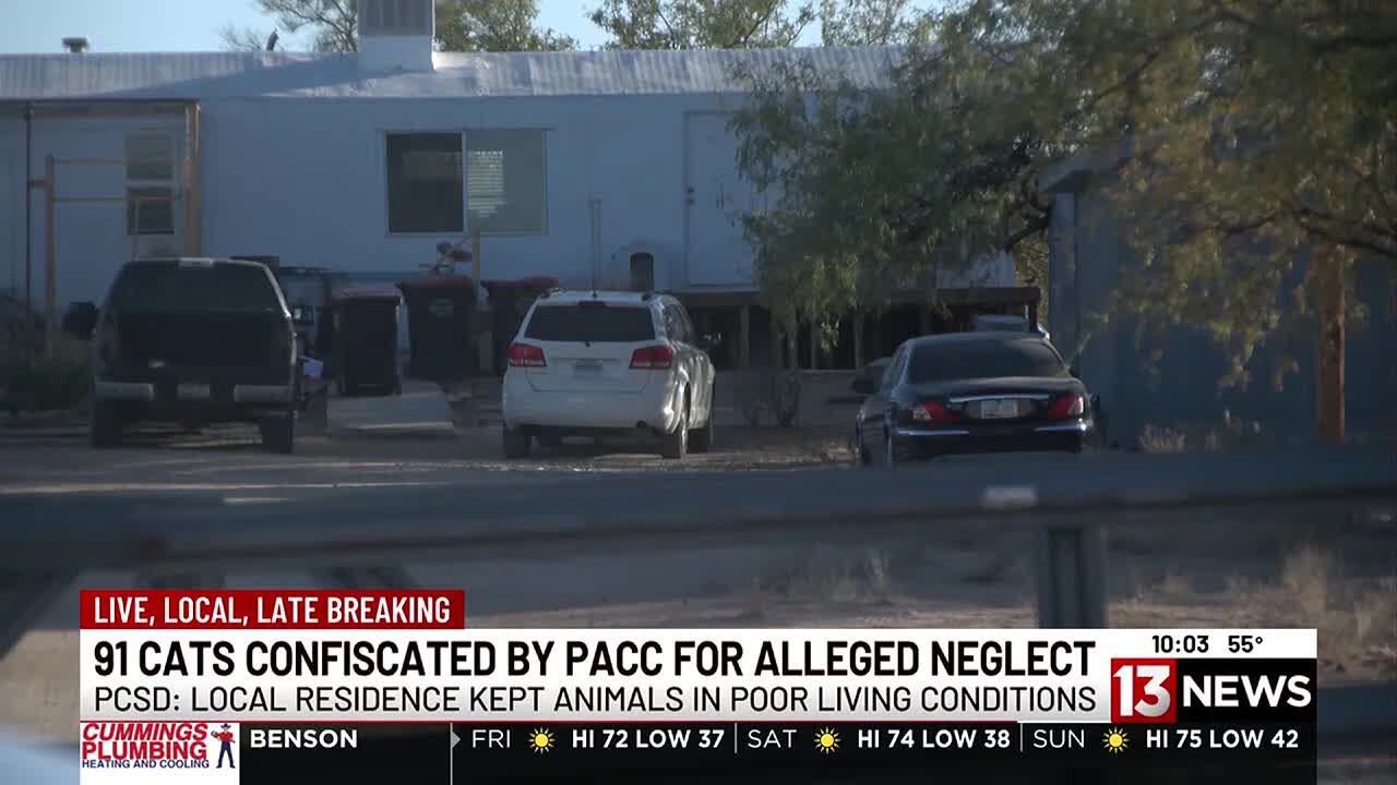 Dead cats among nearly 100 animals recovered from Pima County non ...