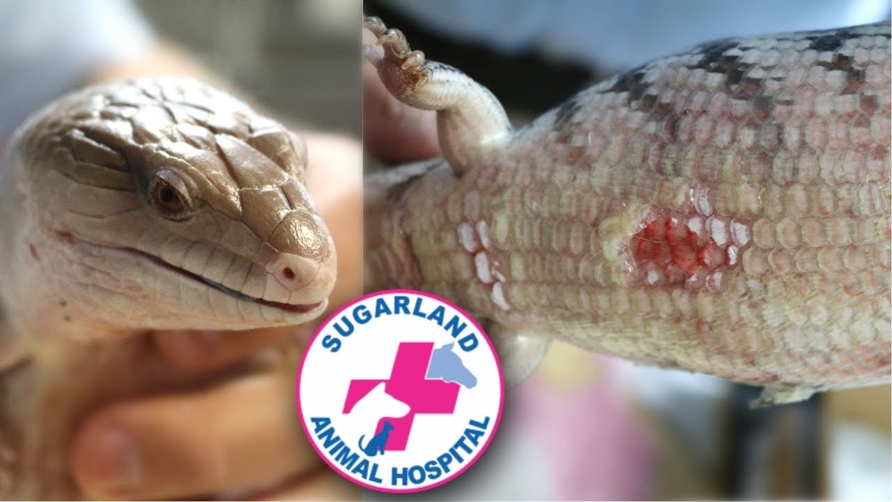 BLUE-TONGUED LIZARD WITH A SKIN INFECTION - YouTube