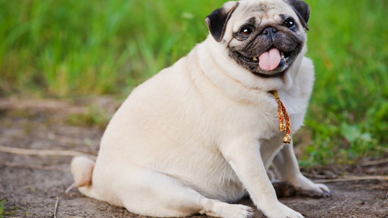 Essential Tips for Keeping Your Pug Puppy s Skin Healthy and Happy ...