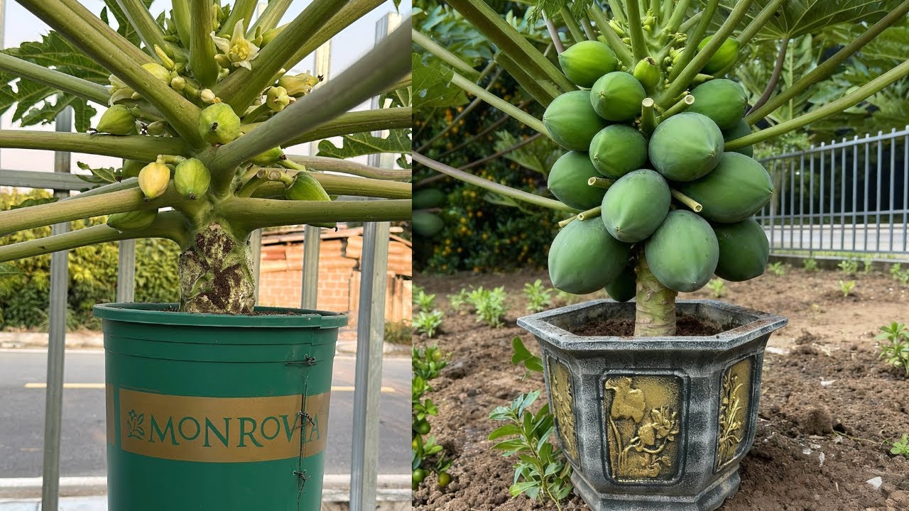 How to grow down super dwarf papaya trees in pots - YouTube