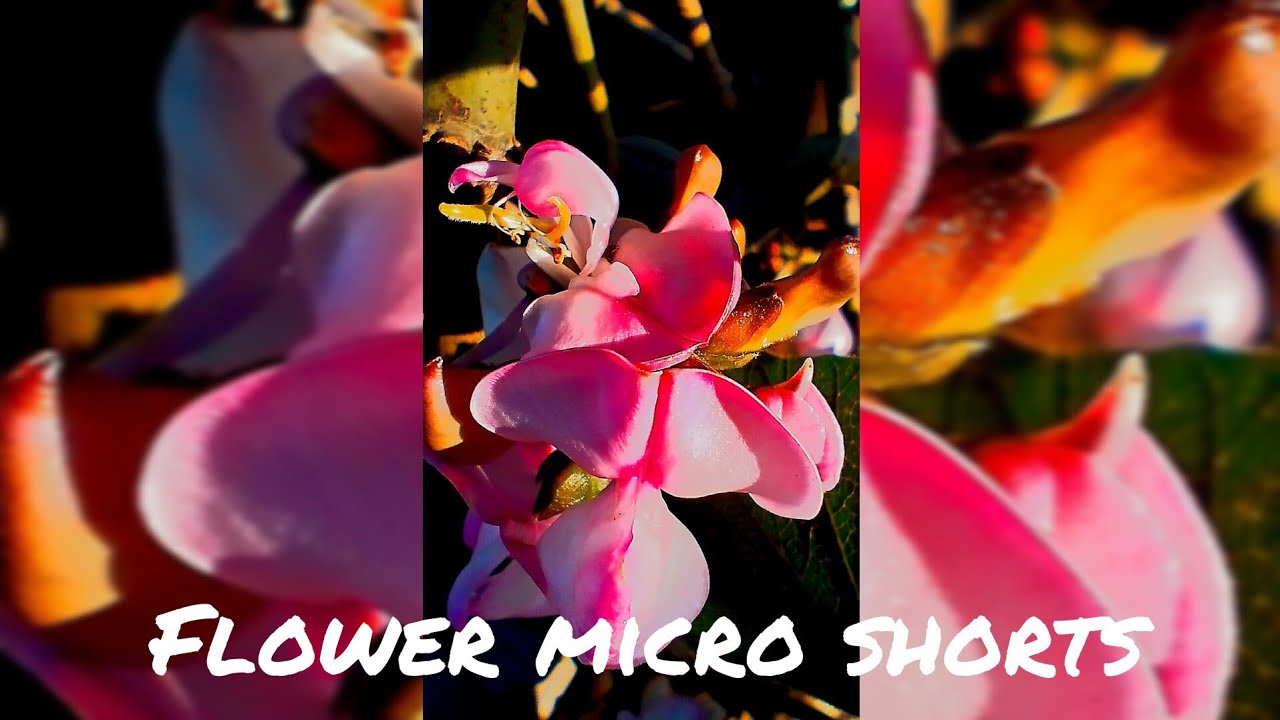 Flower micro shorts video | Micro photoshoot | Photo Editing | Nature ...