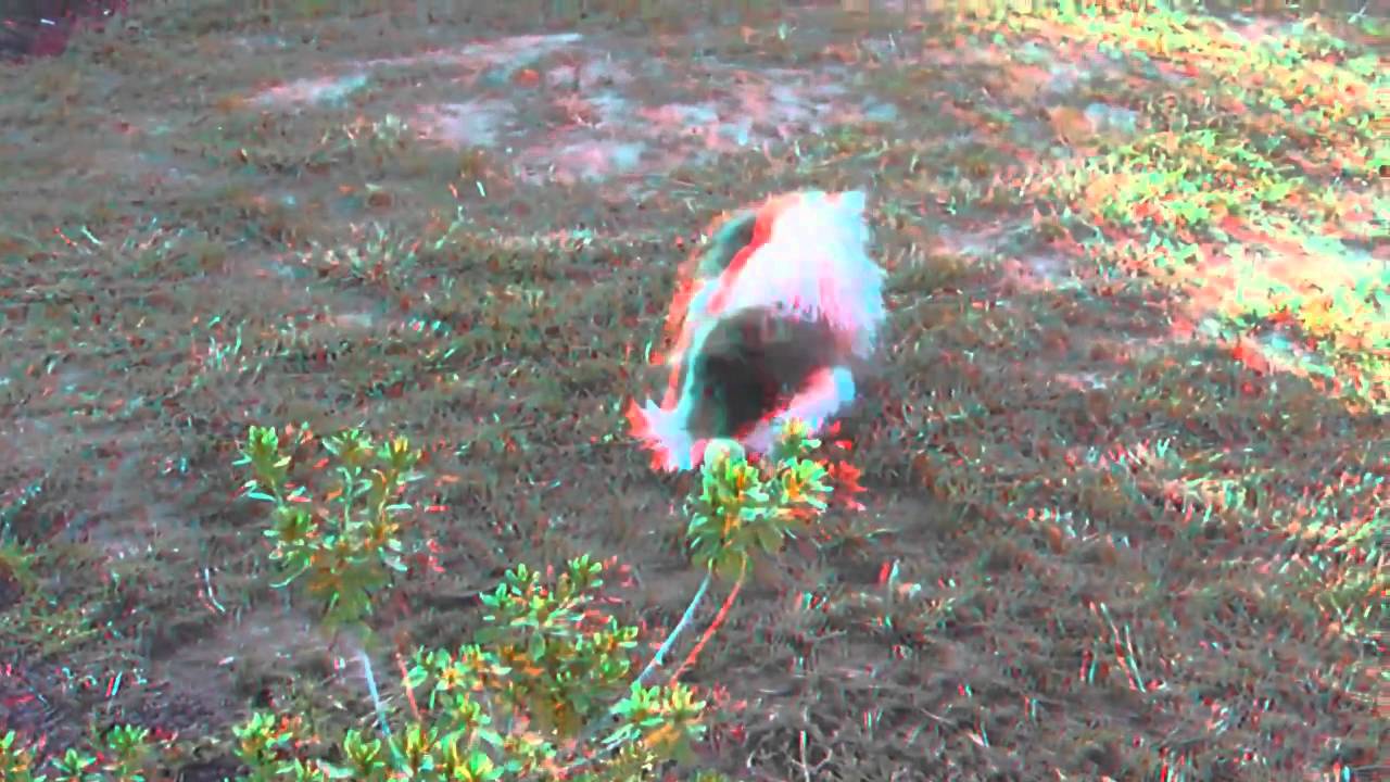 Fuji 3D Videos from W3 3D camera edited and titled in Roxio 2011 ...