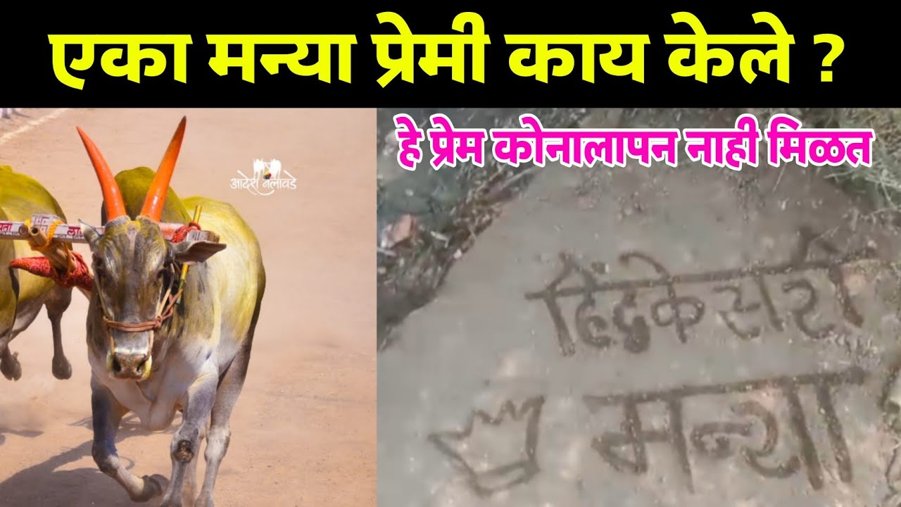 आज वावरात पाणी भरत असताना👑मन्याची आलेली एक🥹आठवण म्हणून | manya bail ...