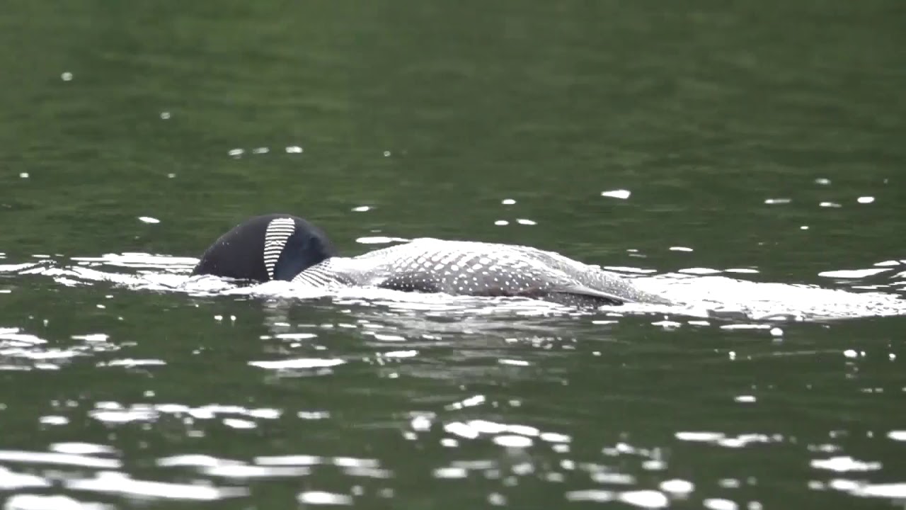 Loon eating big fish - YouTube