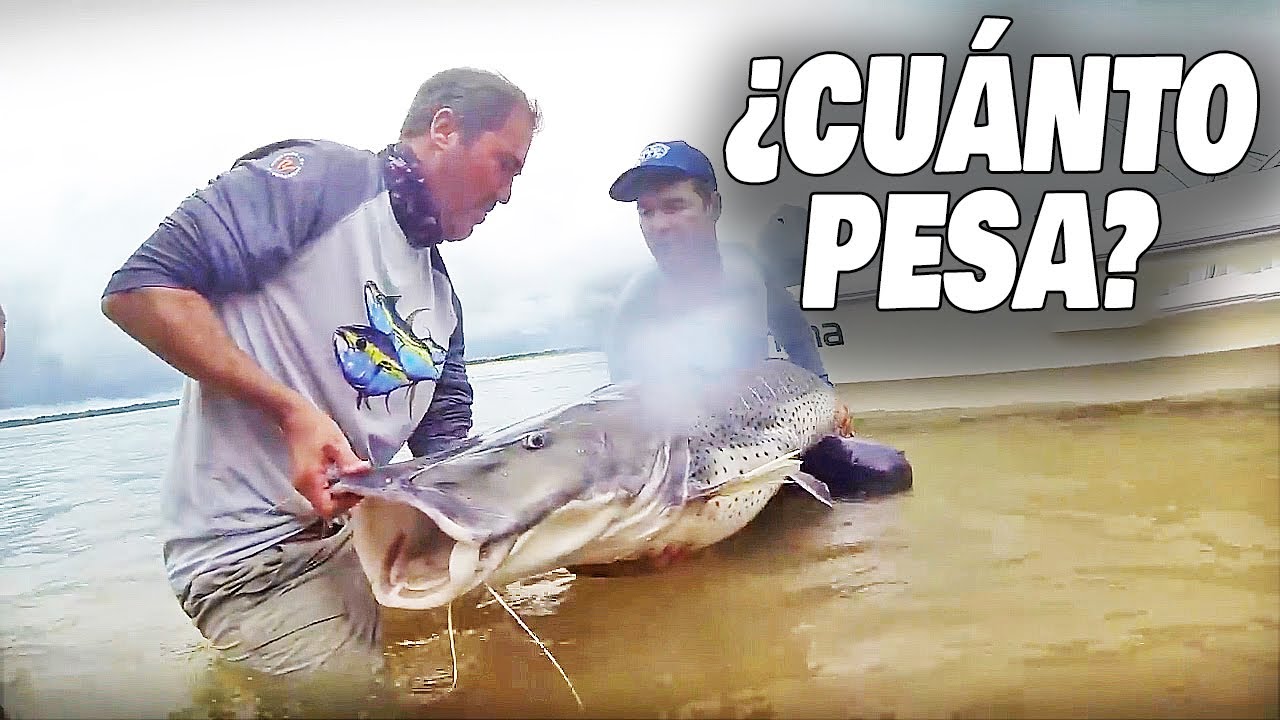 Pesca De Surubí Gigante En Yahapé, Corrientes, Argentina - YouTube