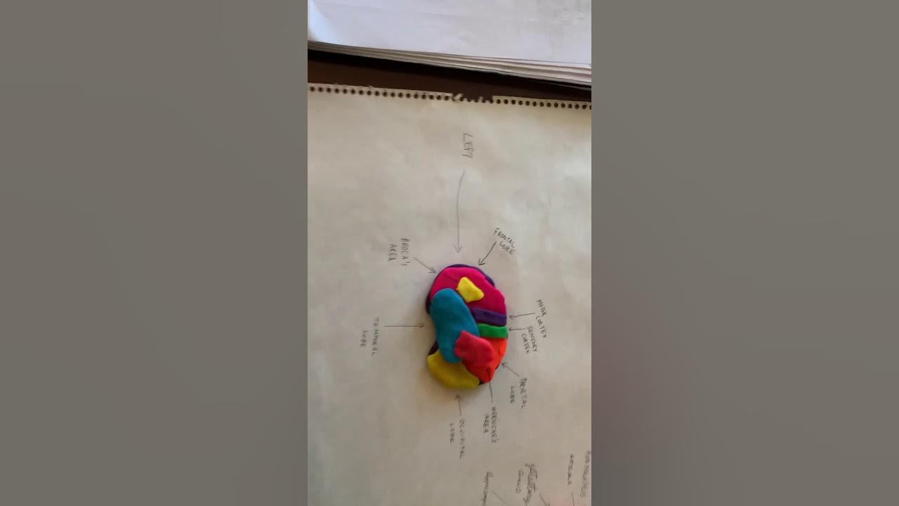 Play Doh Brain AP Psychology - YouTube