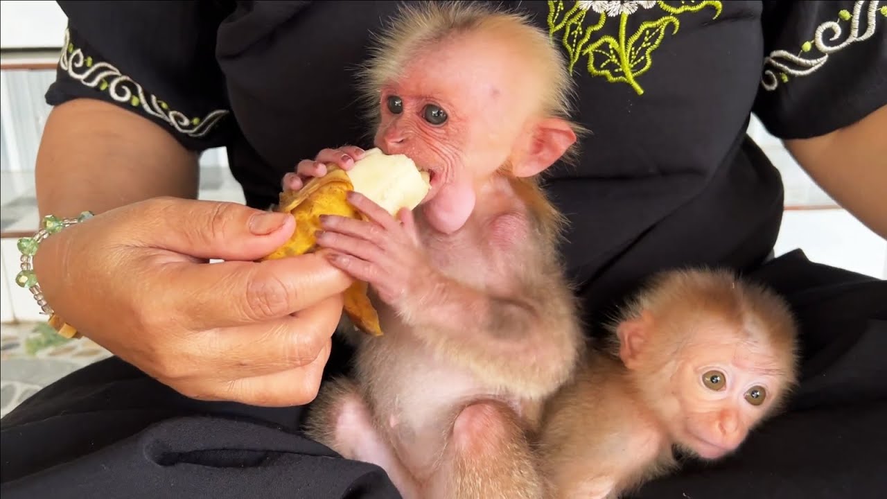 Bibo Monkey And Baby Monkey Eat Banana - YouTube