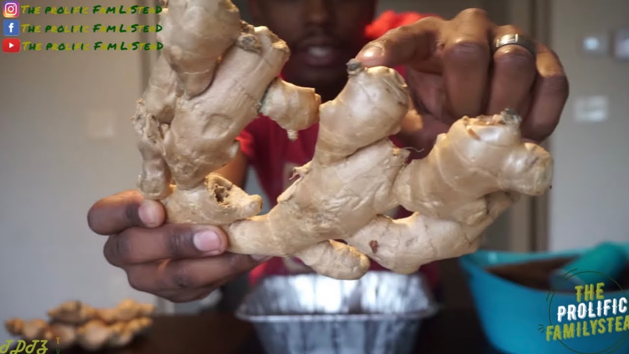 How to Grow Ginger from The Store - YouTube