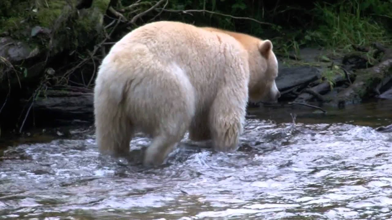 Legendary Spirit Bears - YouTube