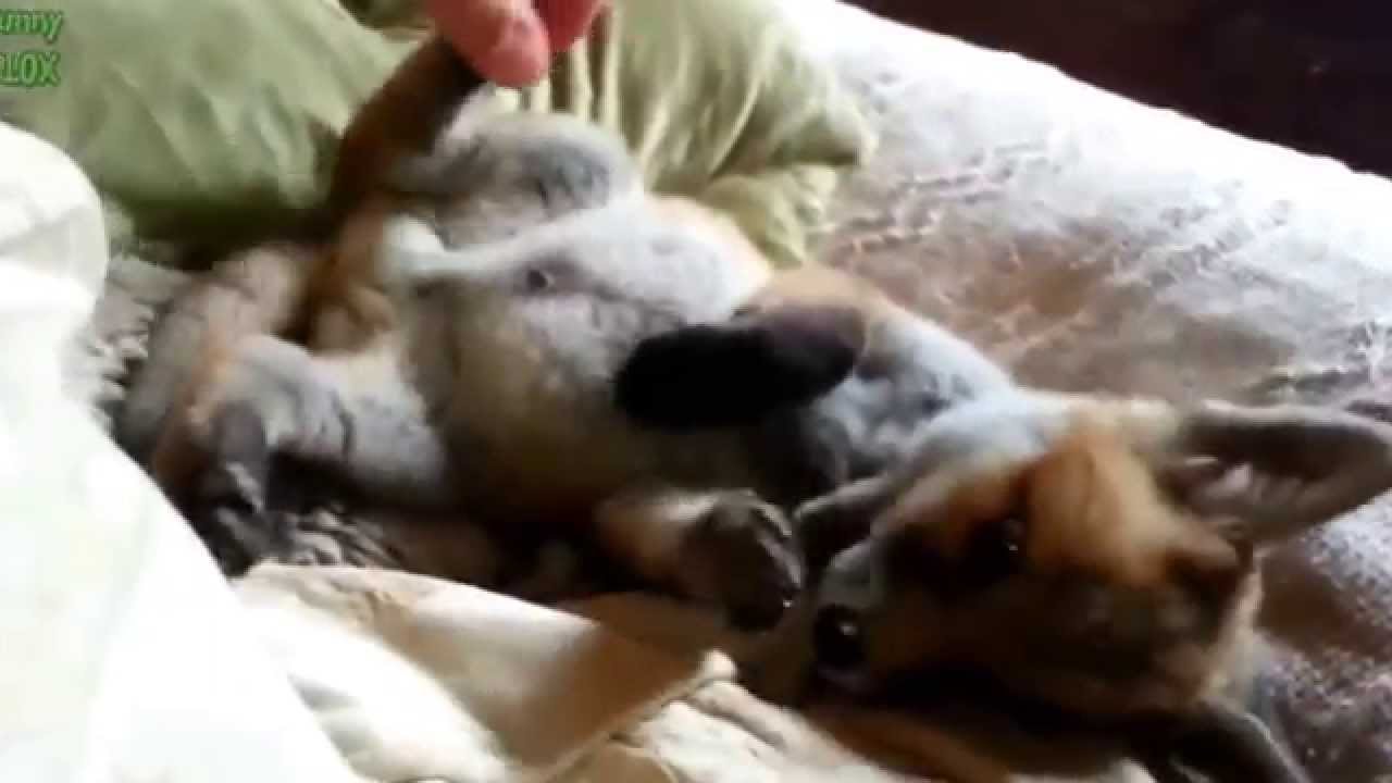 Best Funny and Cute Baby Foxes Compilation New 2014 - YouTube