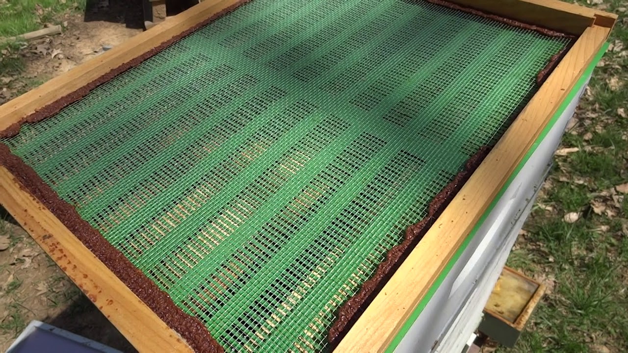 Propolis trap - YouTube