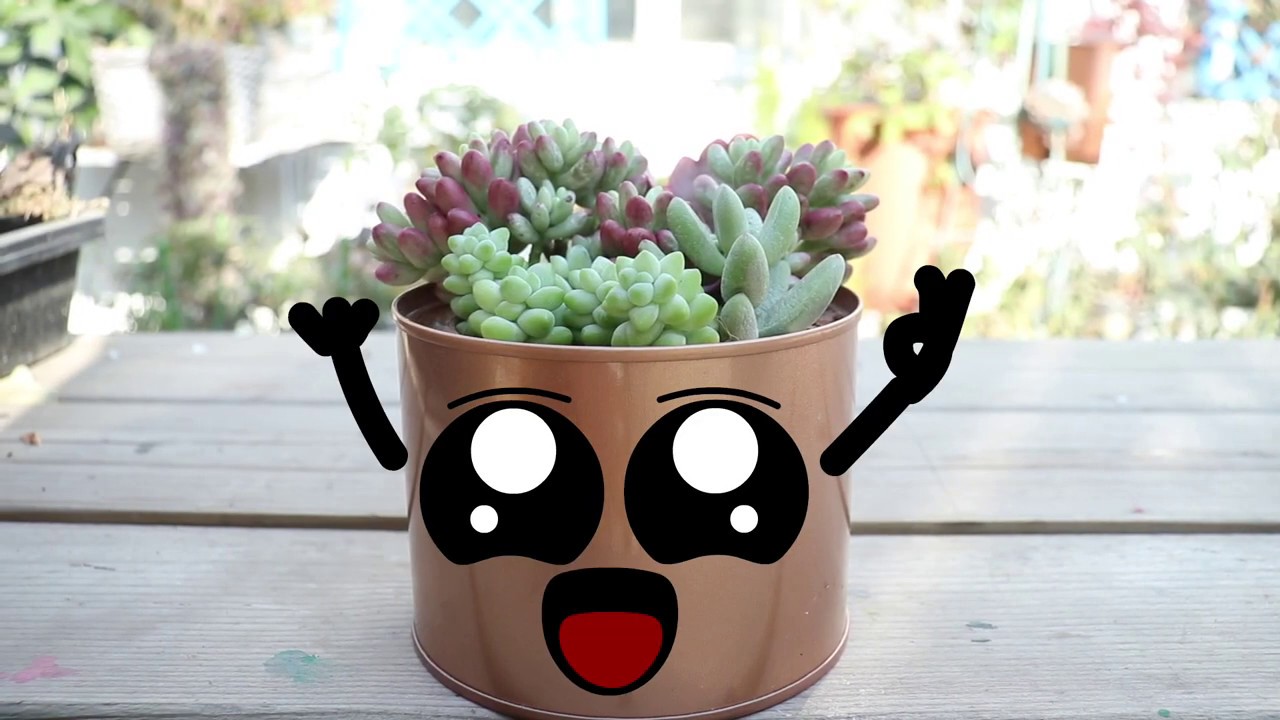 【11】succulent & doodle & animation | 多肉植物和涂鸦动画 - YouTube