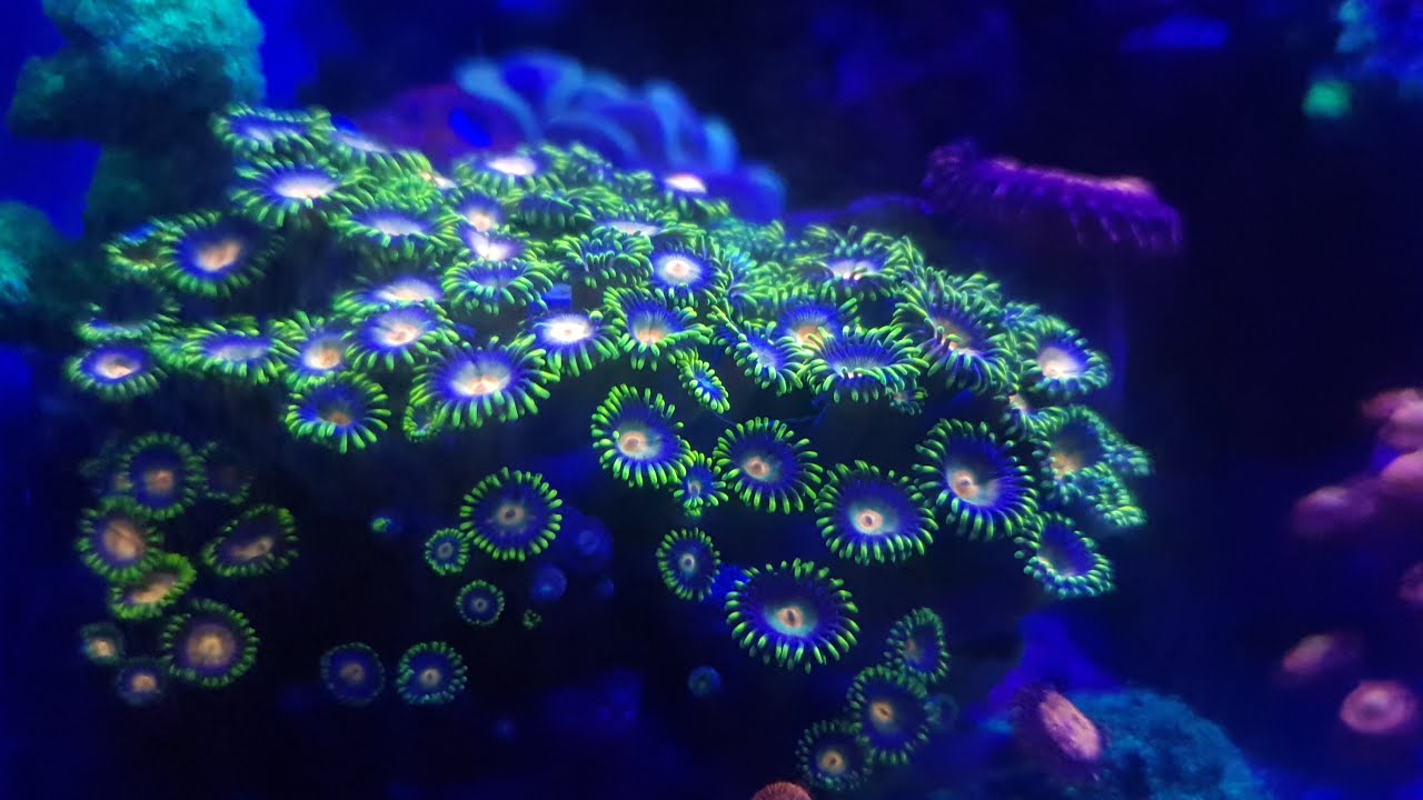 How to get rid of pests in the reef tank zoa destruction - YouTube