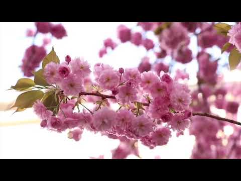 Tarixi Bonn şəhəri Feysbuk və İnstaqramçıların hədəfində- eksklüziv