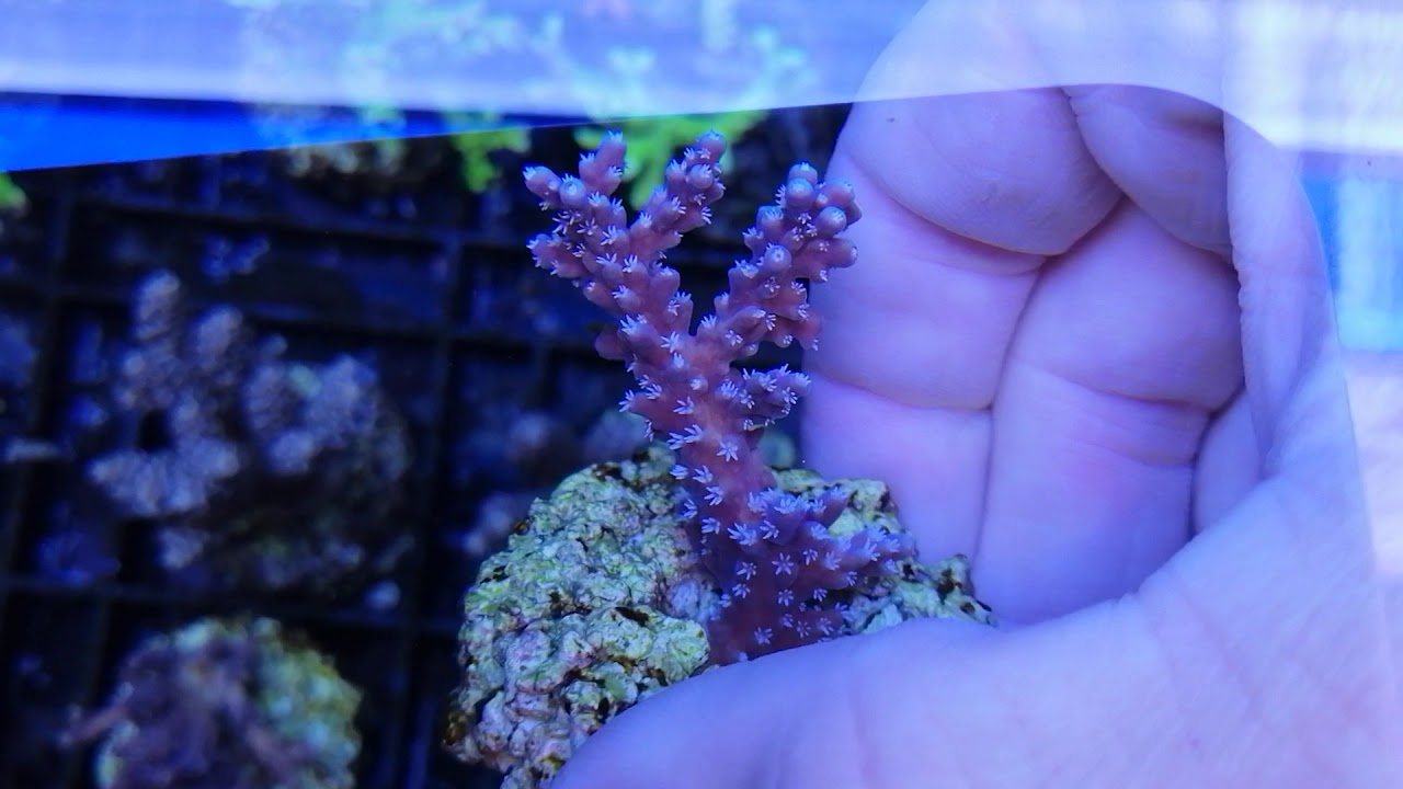 Acropora horrida blue polipo white-S Coral gandalf - YouTube