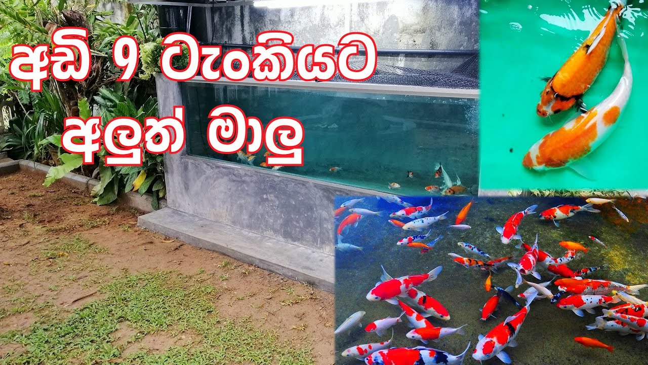 New Fish for 9ft Tank, Koi Carp - YouTube