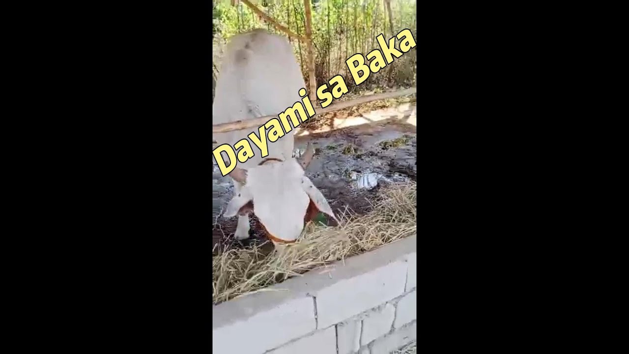 Dayami Para sa baka - YouTube