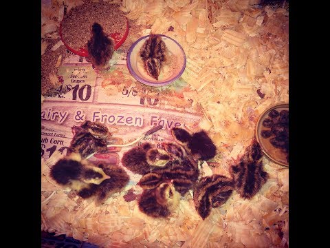 How to Care For Day Old Quail Chicks! 5 Simple Steps!