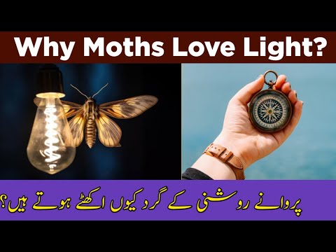 Why Do Moths Love Light? The Real Reason Revealed - YouTube