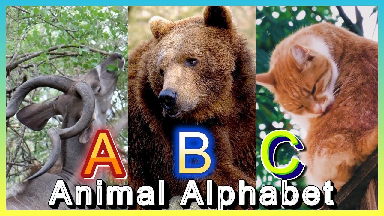 ABC Animal Alphabet for Kids | Fun ABC Learning with Music for Children ...