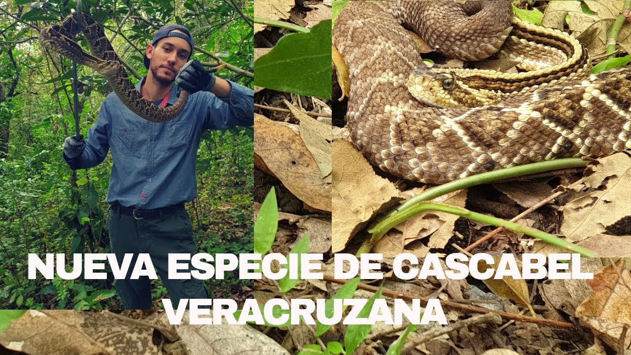 Mira la nueva especie de víbora de cascabel | Crotalus mictlantecuhtli ...